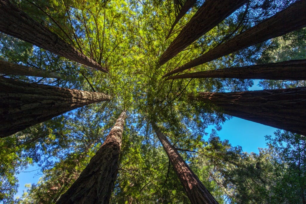 Diverse Trees in Panama: Characteristics & Uses