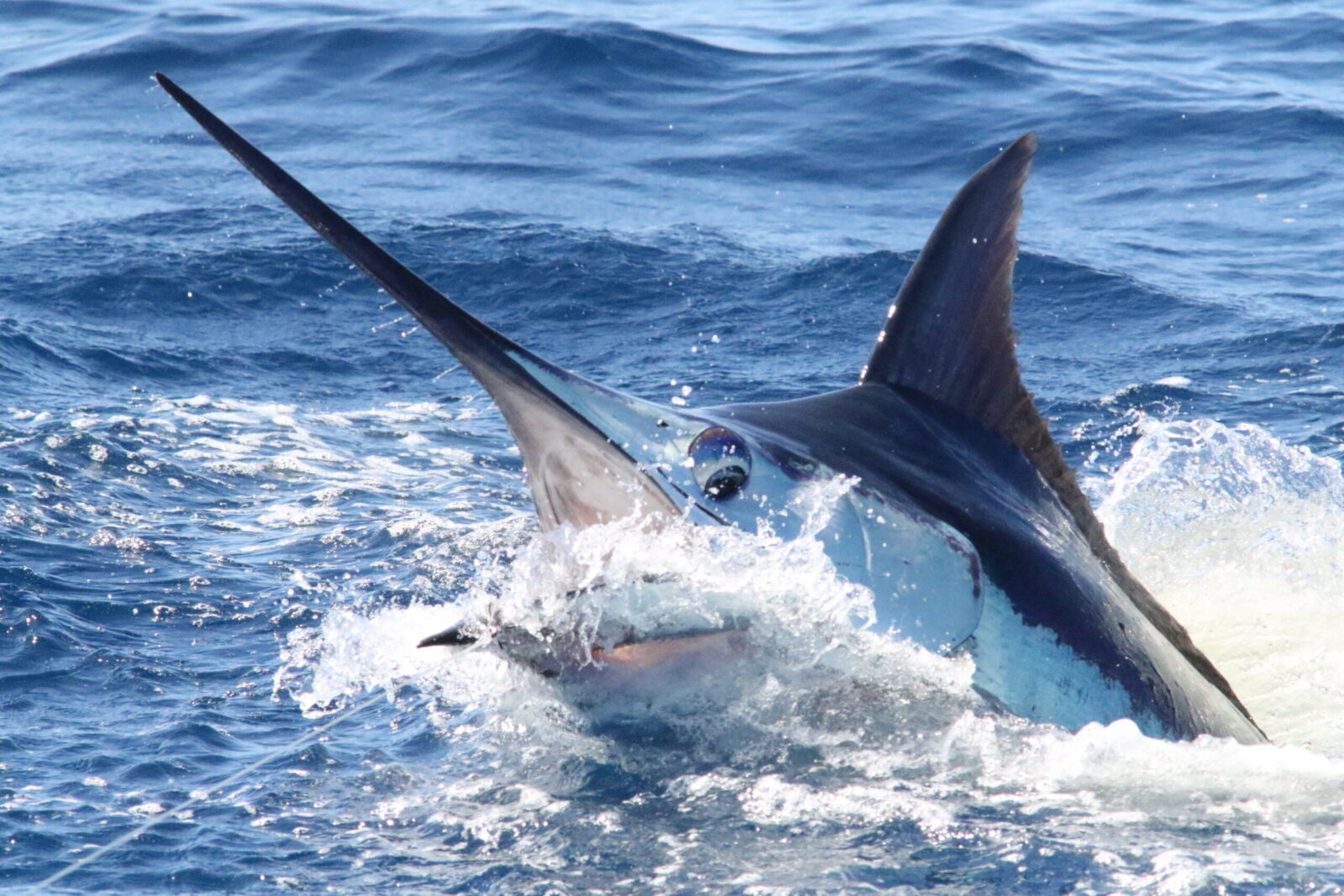 Selva Terra: Luxury Private Island Panama Fishing Lodge